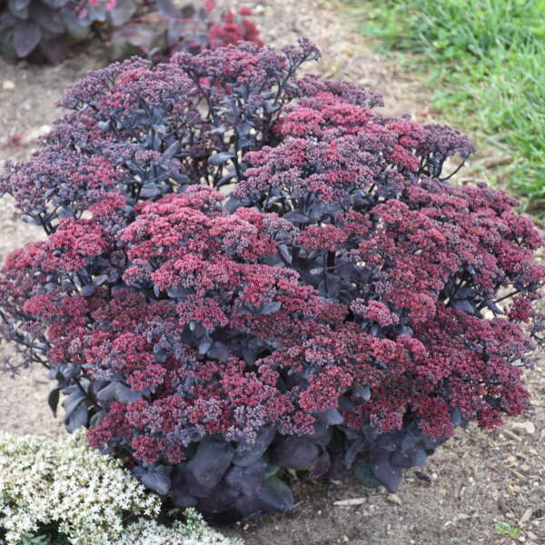 Sedum 'After Dark' for sale | Shop Stuart's – Stuart's Landscaping ...
