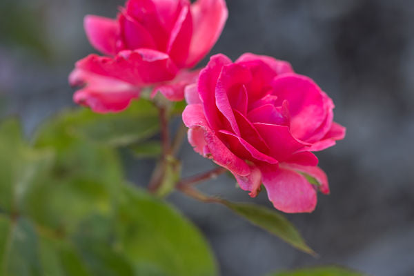 Rose Easy Elegance Grandma's Blessing | Buy online at Stuart's – Stuart ...