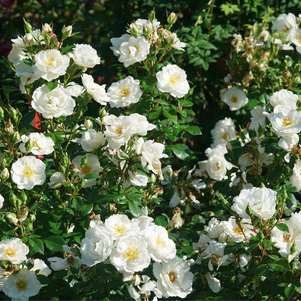 Oso Easy Ice Bay Rose® | Shop Stuart's Landscaping & Garden Center ...