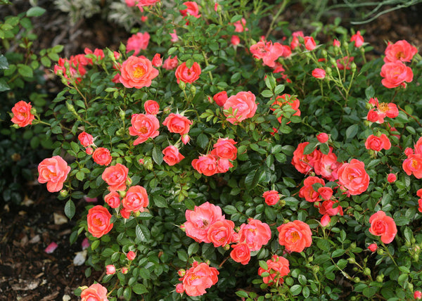 Oso Easy Mango Salsa Rose® | Shop Stuart's Landscaping & Garden Center ...