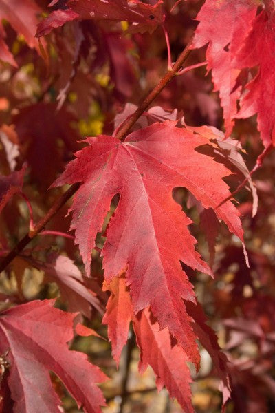 Maple Firefall for sale | Shop Stuarts – Stuart's Landscaping & Garden ...