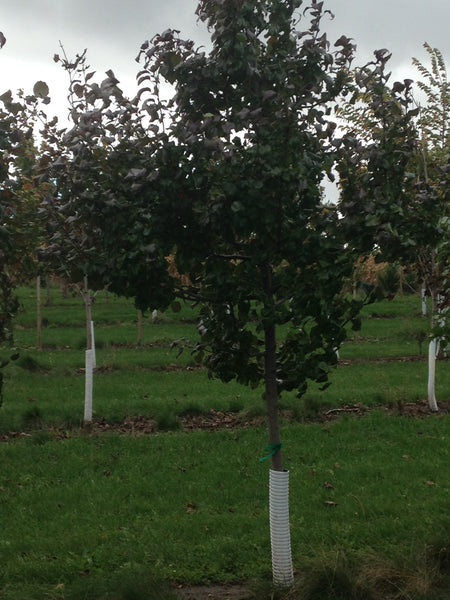 Pear Autumn Blaze for sale | Shop Stuart's – Stuart's Landscaping ...