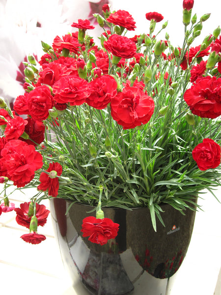 Dianthus 'Scent First Passion' for sale | Shop Stuart's – Stuart's ...
