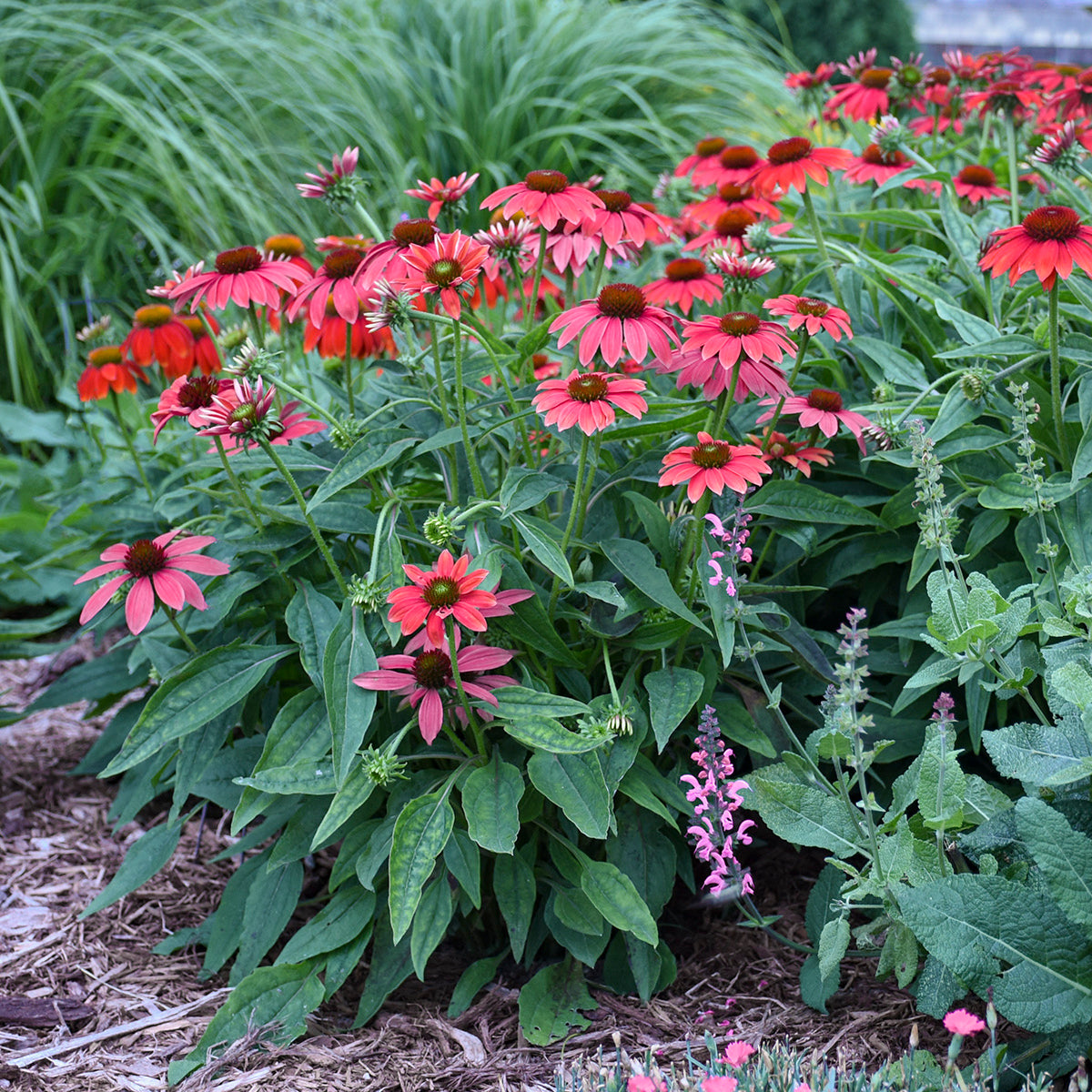 Echinacea-Coneflower 'Lakota Fire' for sale | Shop Stuart's – Stuart's ...