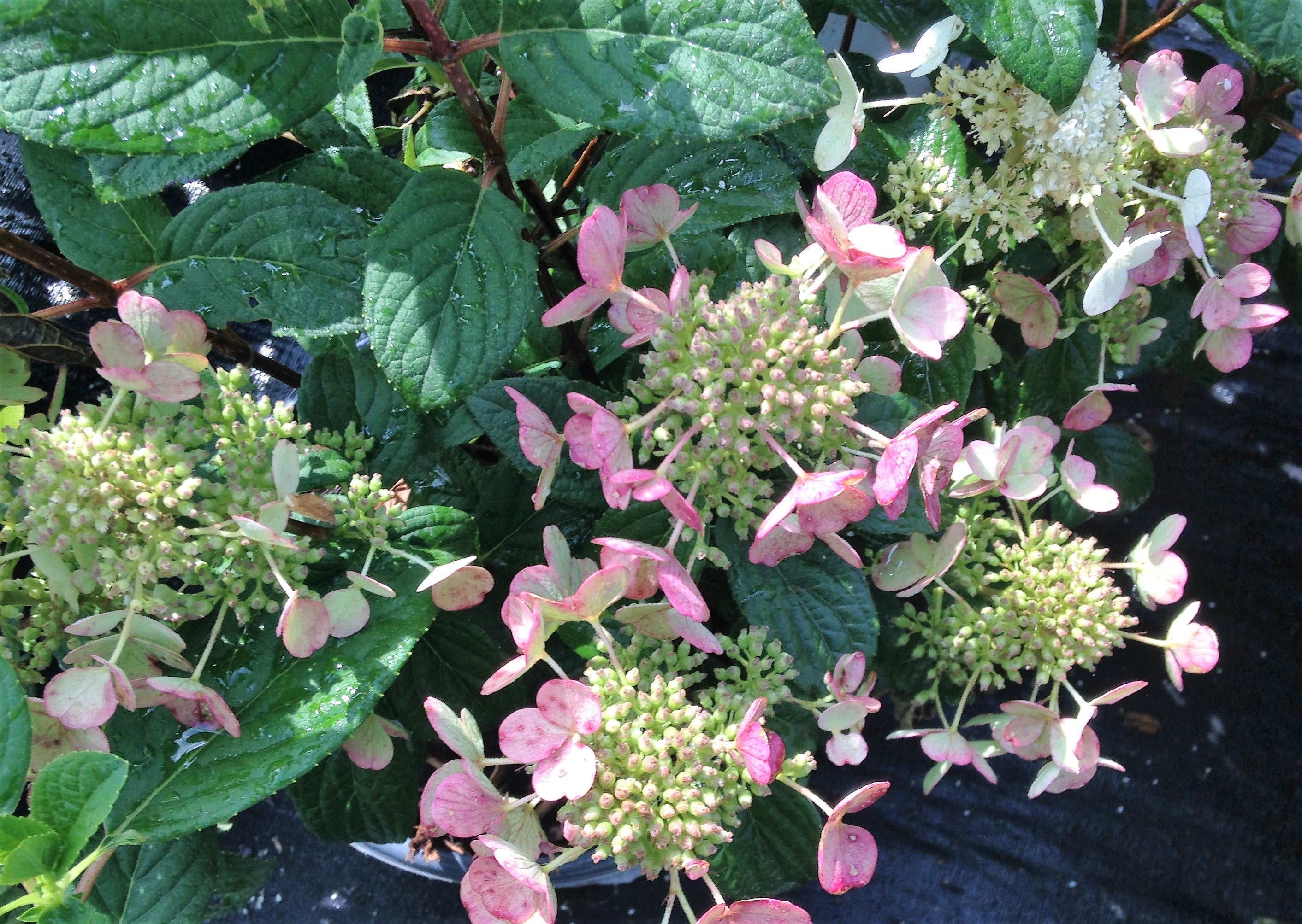 Hydrangea Little Quick Fire for sale | Shop Stuart's – Stuart's ...