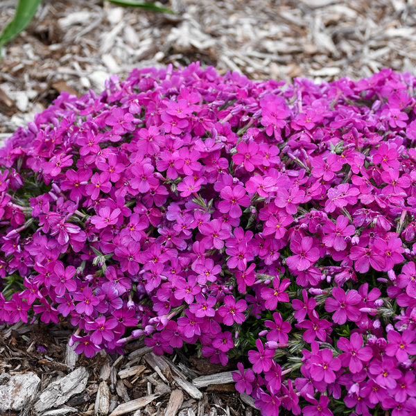 Phlox 'Rocky Road Magenta' for sale | Shop Stuart's – Stuart's ...