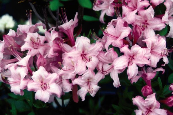Azalea Candy Lights for sale | Shop Stuart's – Stuart's Landscaping ...