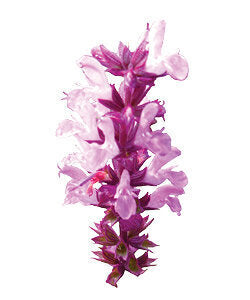 Salvia 'Lyrical™ Rose for sale | Shop Stuart's – Stuart's Landscaping ...
