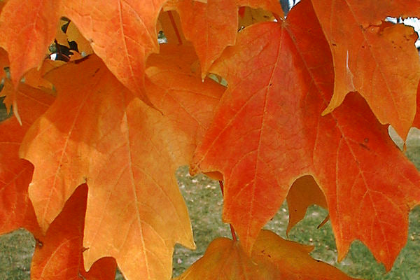 Maple Fall Fiesta for sale | Shop Stuart's – Stuart's Landscaping ...