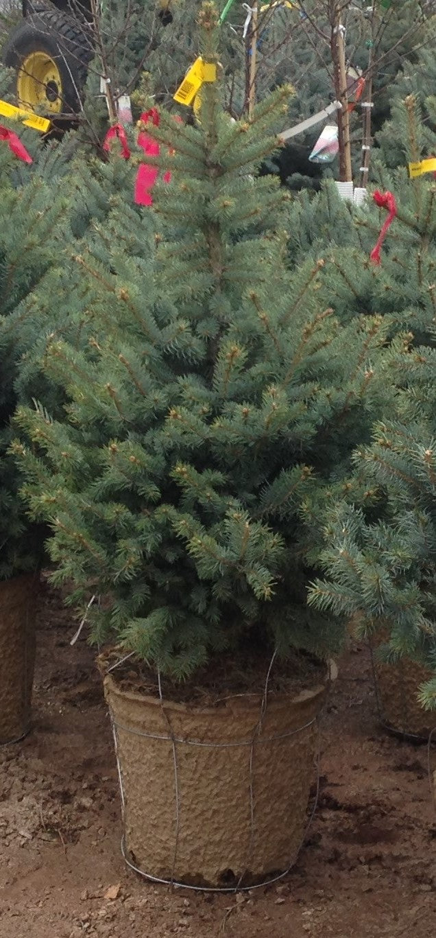 Spruce-Baby Blue Colorado for sale | Shop Stuart's – Stuart's ...