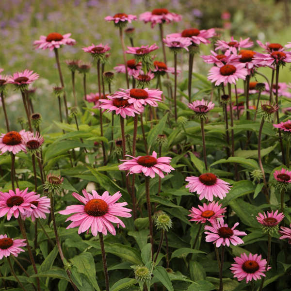 Echinacea-Coneflower 'Ruby Star' for sale | Shop Stuart's – Stuart's ...