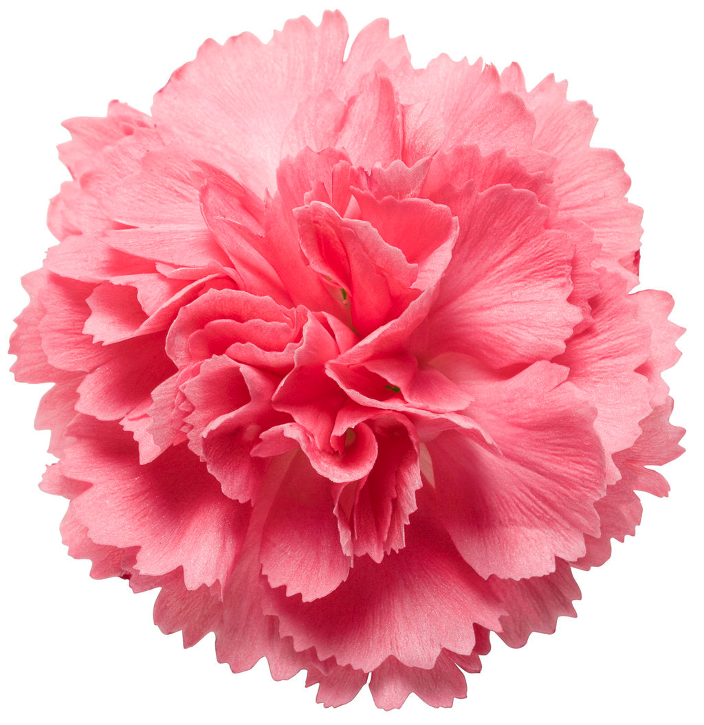 Dianthus (Fruit Punch Series) 'Classic Coral' for sale | Shop Stuart's ...