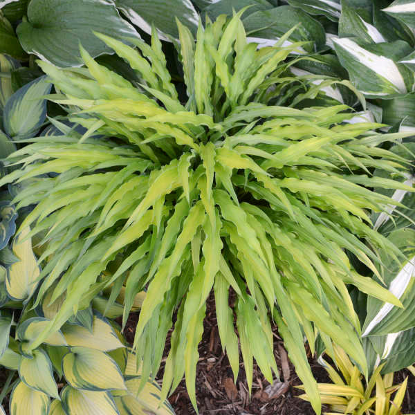 Hosta 'Curly Fries' for sale | Shop Stuart's – Stuart's Landscaping ...