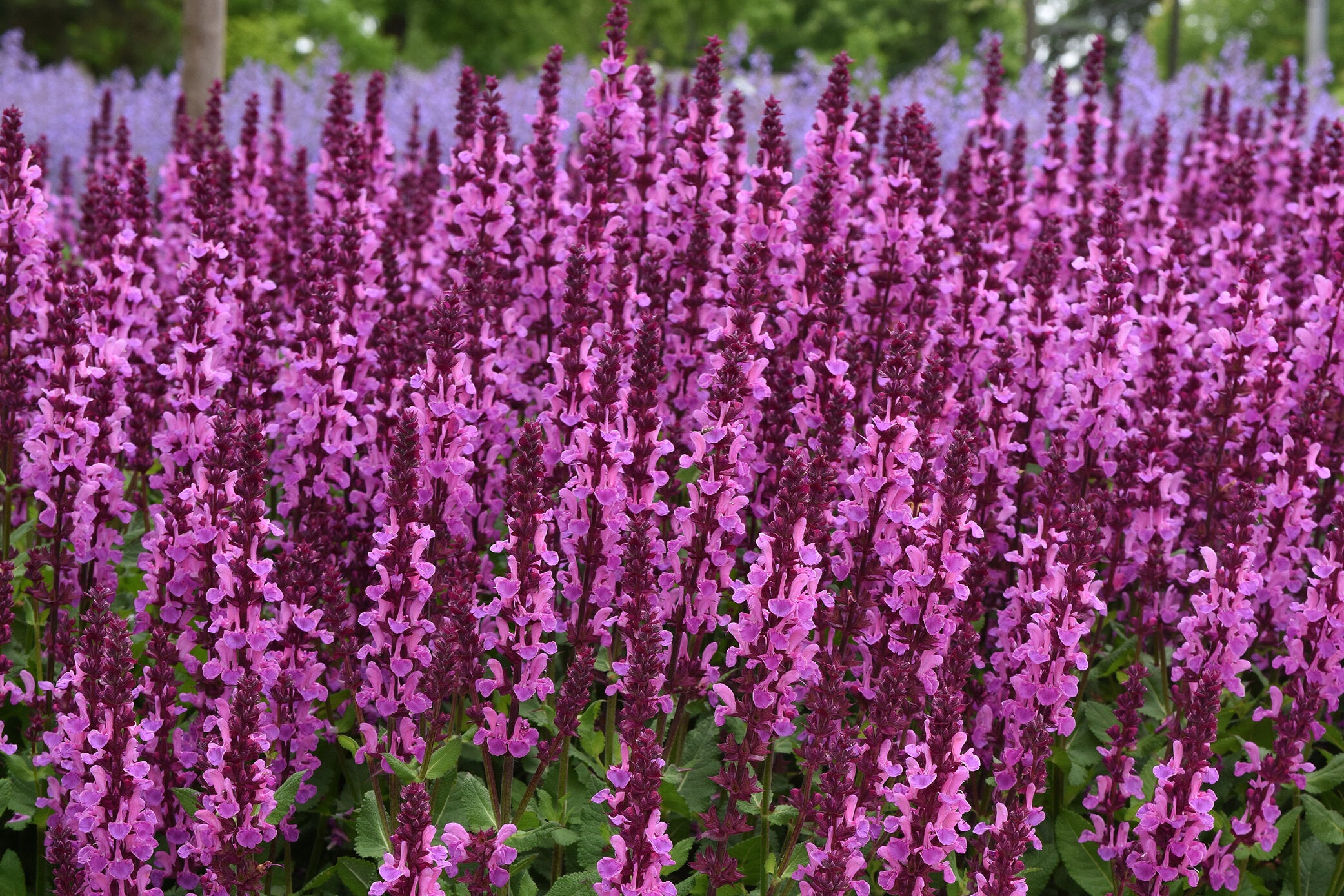 Salvia 'Lyrical™ Rose for sale | Shop Stuart's – Stuart's Landscaping ...