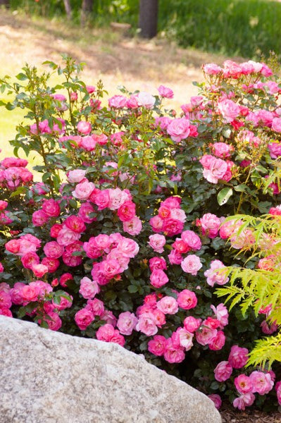 Easy Elegance Rose Sunrise Sunset | Buy online at Stuart's – Stuart's ...