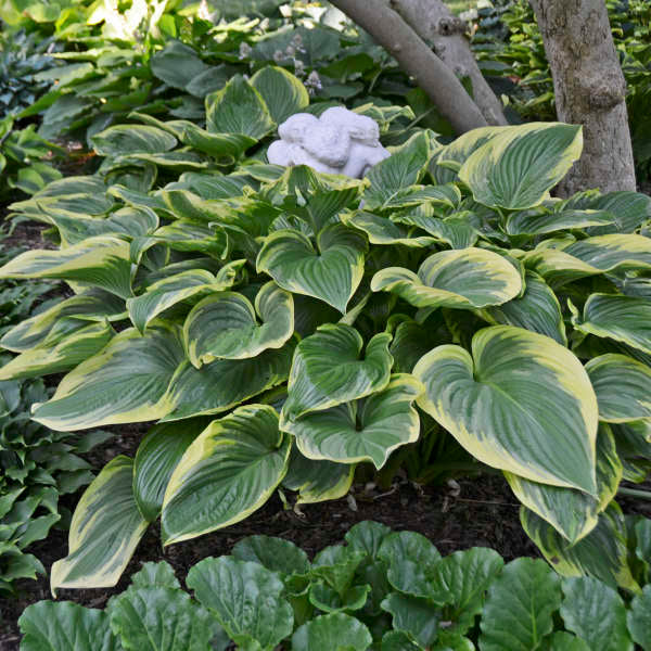 Hosta 'Victory' for sale | Shop Stuart's – Stuart's Landscaping ...